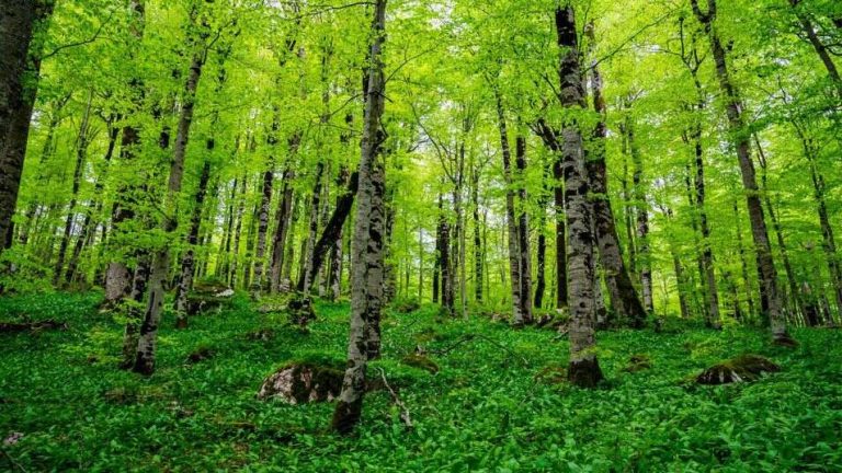 Biogradska Gora National Park: Your Ultimate 2025 Guide